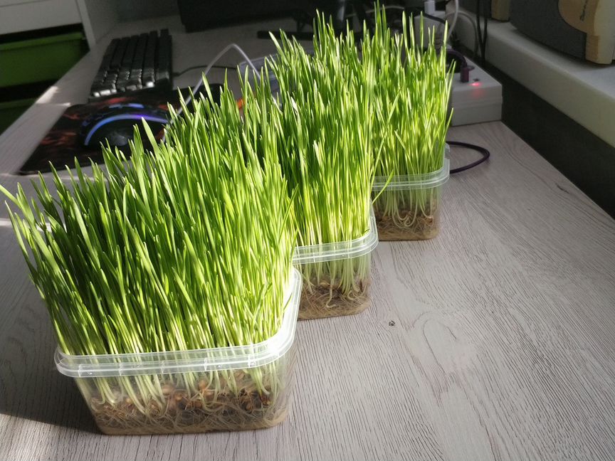 Пророщенная пшеница для животных