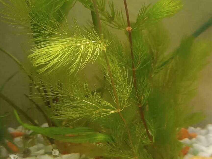 Аквариумное растение роголистник