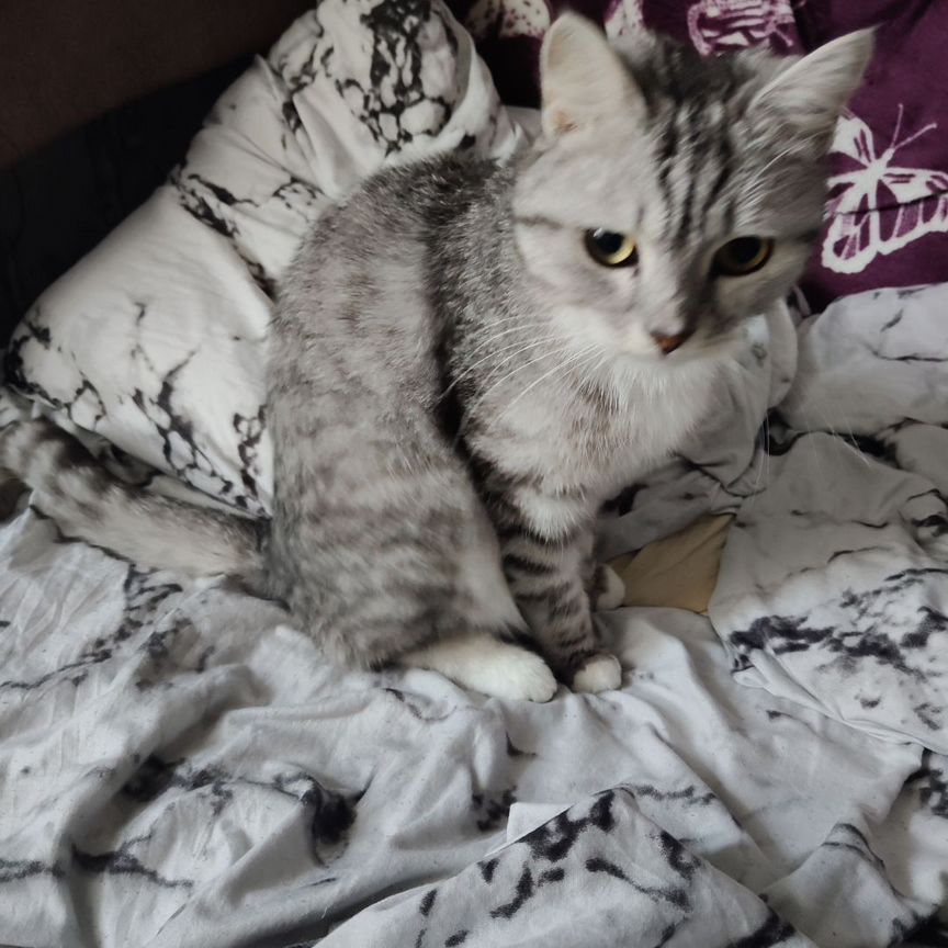 Кот из рекламы Вискас