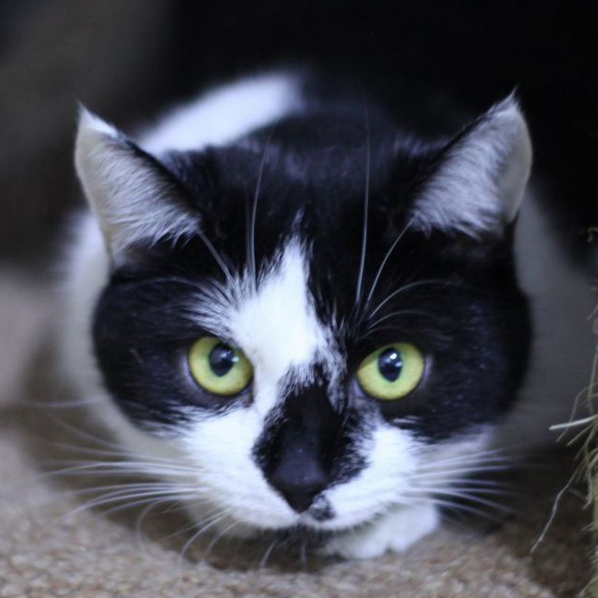 Взрослая, Девочка кошка в добрые руки