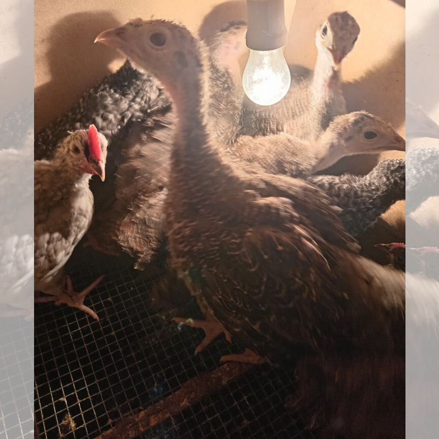 Продам индюшат помесных