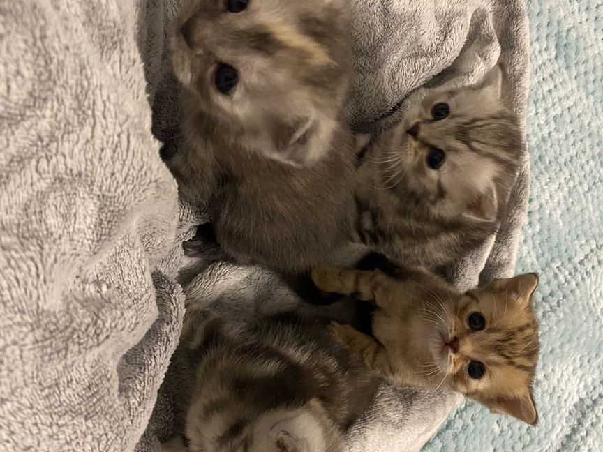 Шотландские котята