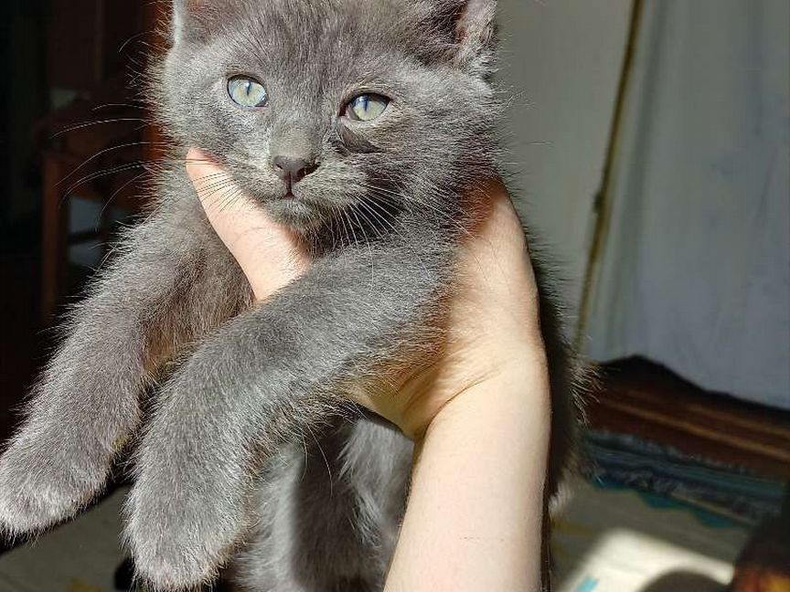 Котенок девочка серая бархатная