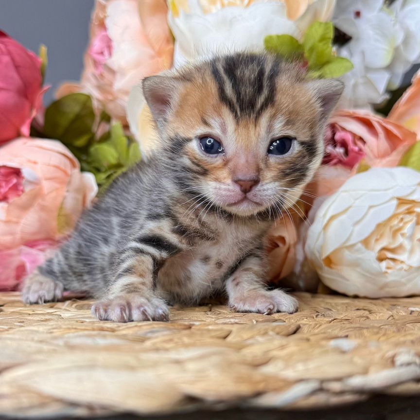 Мальчики и девочки от заводчика