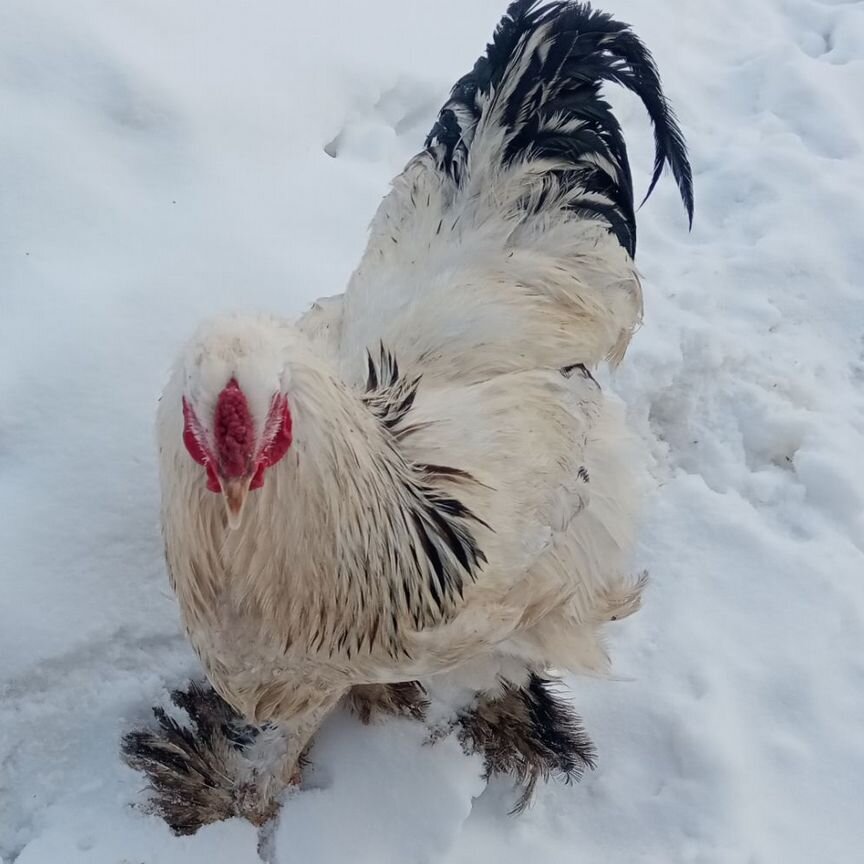 Куры породы Колумбийские Брама