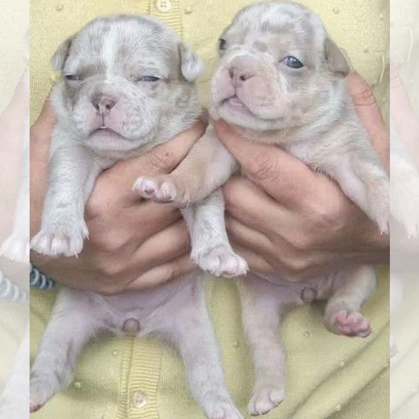 Американский булли, щенок