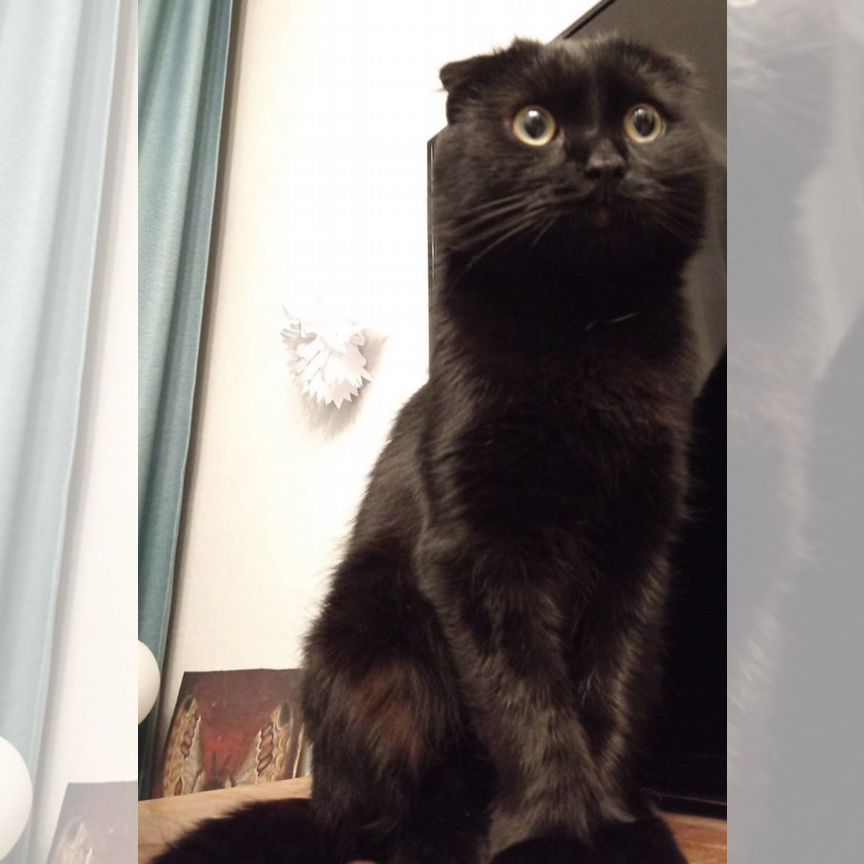 Шотландская вислоухая короткошёрстная кошка, взрослая