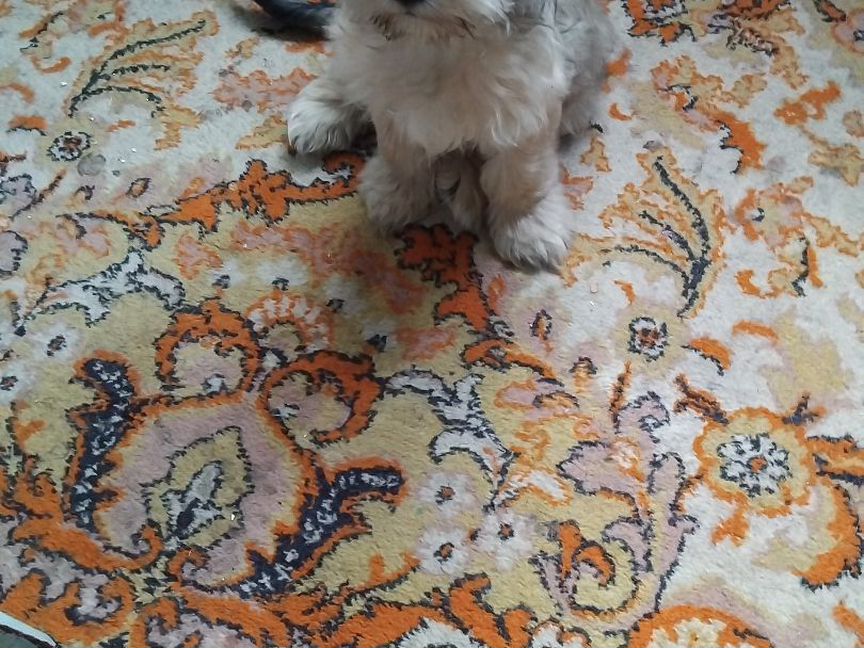 Йоркширский терьер мальчик