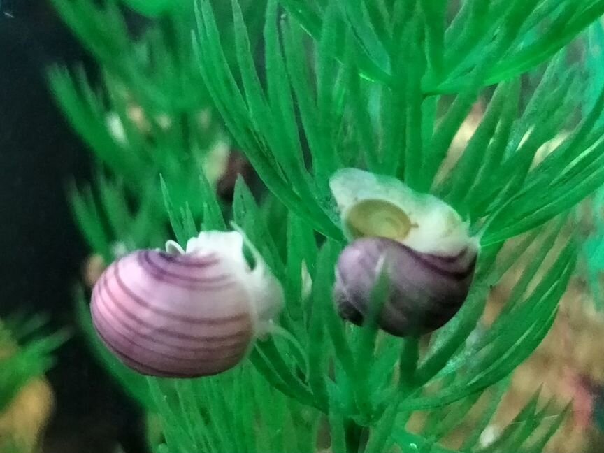 Ампулярии фиолетовые