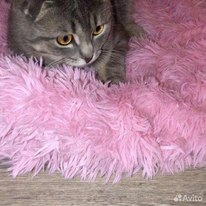 Шотландский вислоухий кот 8 мес в дар