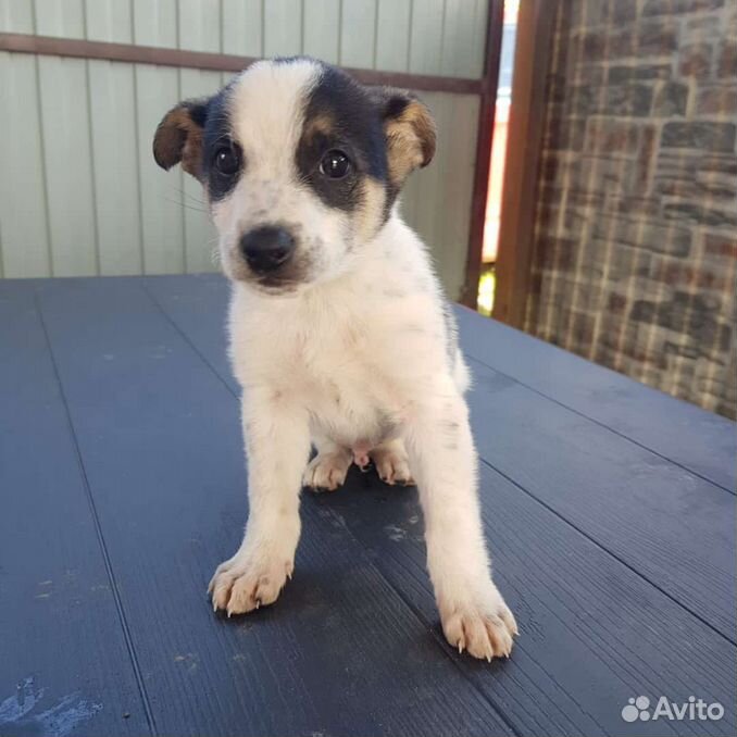 Щенок мальчик, очаровательный милаш