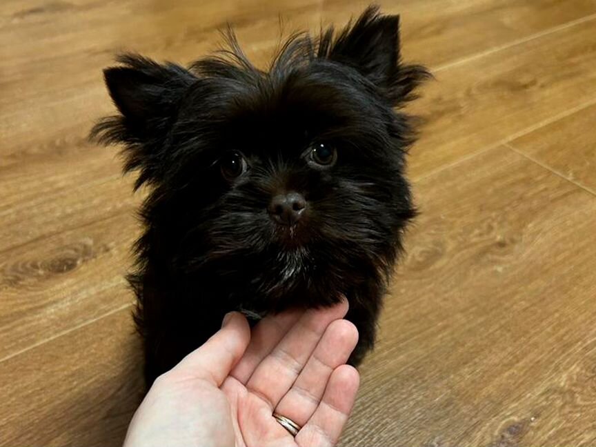 Цветной йоркширский терьер щенок девочка