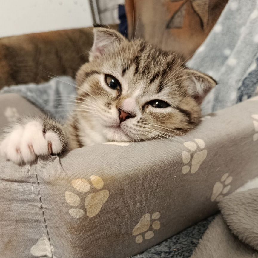 Шотландский вислоухий короткошёрстный котёнок
