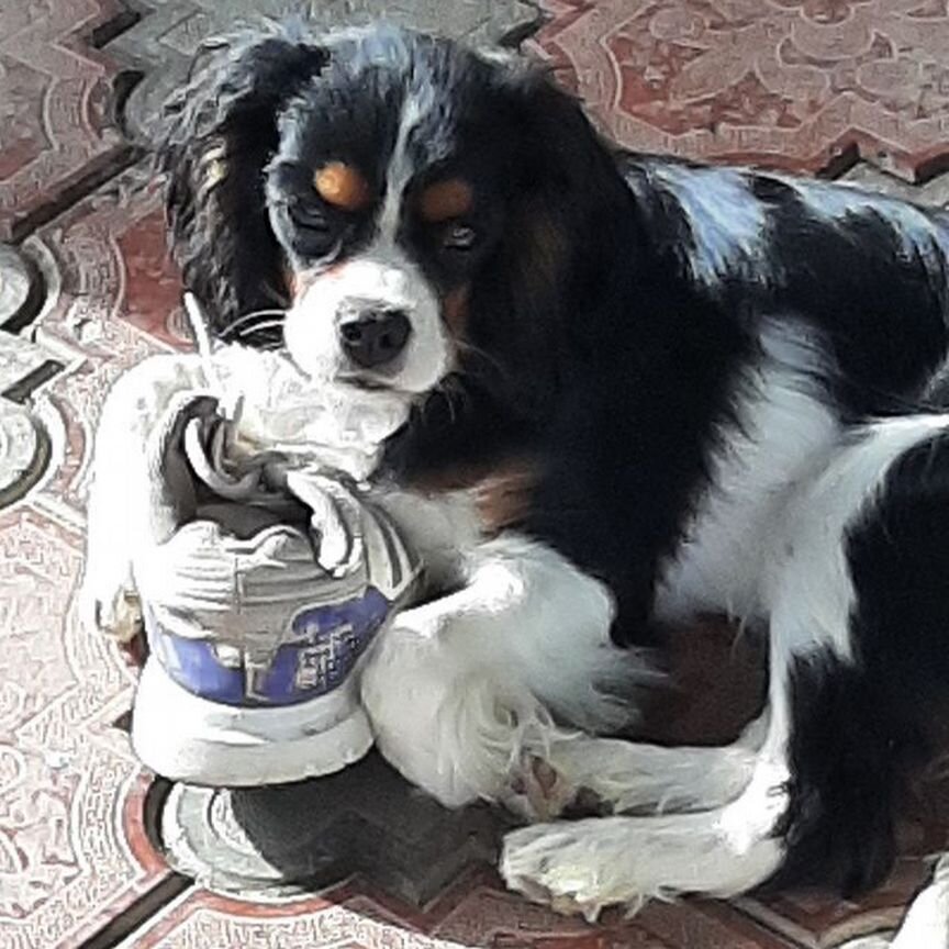 Кавалер кинг чарльз спаниель, девочка