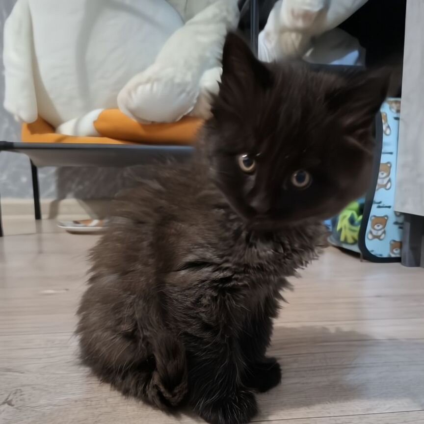 Сибирский котёнок