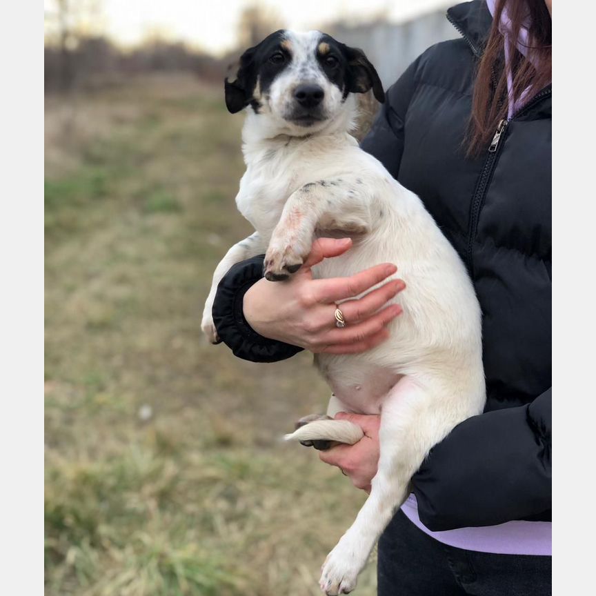 Красивая девочка ищет дом