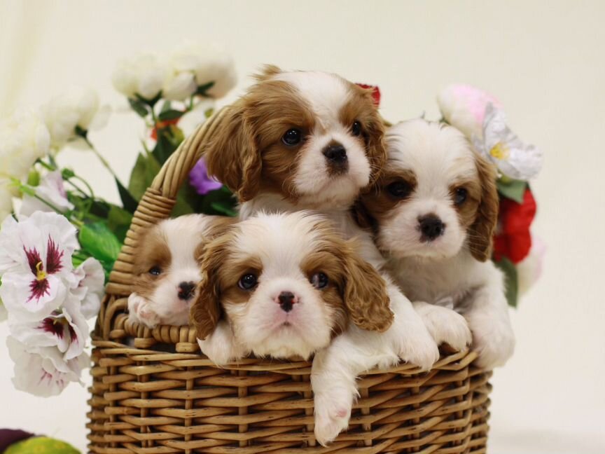 Кавалер Кинг Чарльз Спаниель