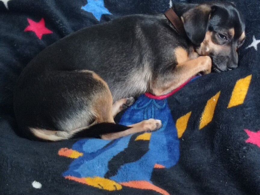 Отдам щенка в добрые руки