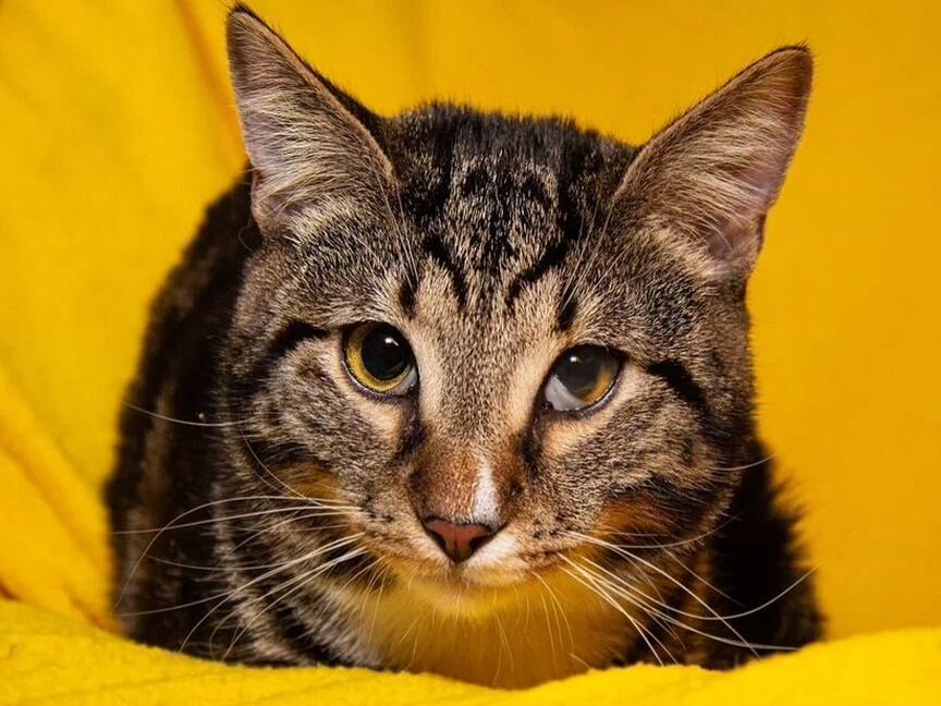 Нежный, ласковый котенок, около 7 мес
