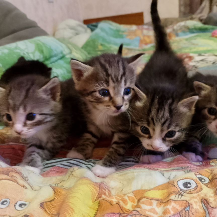 Котята в добрые руки бесплатно