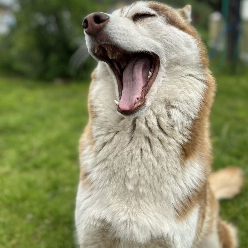 Хаски вязка