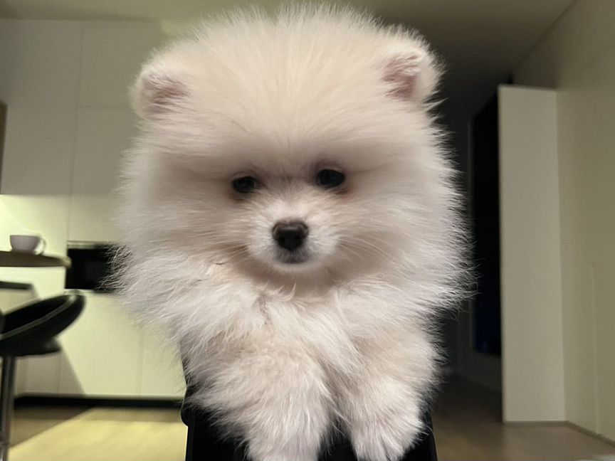 Померанский шпиц медвежьего типа