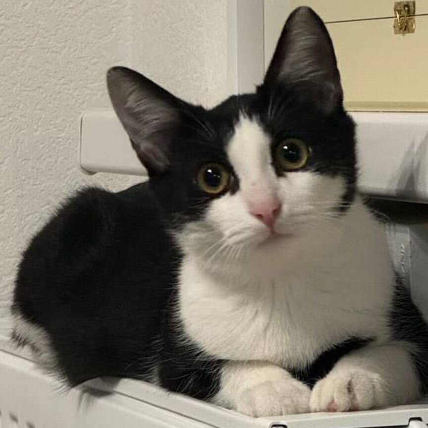Котёнок Черничка ищет дом