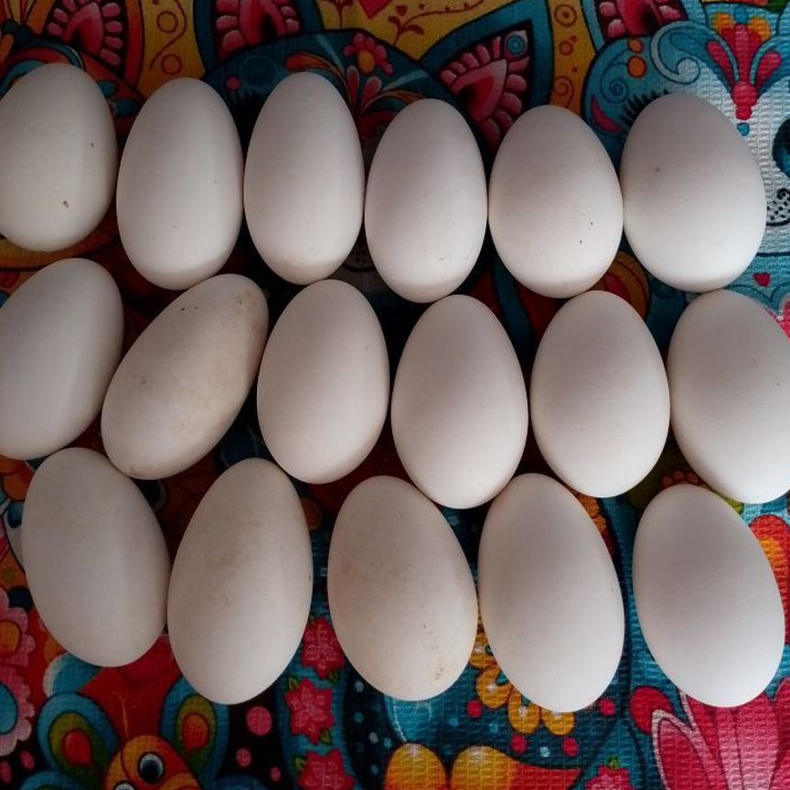 Инкубационное яйцо гусиное