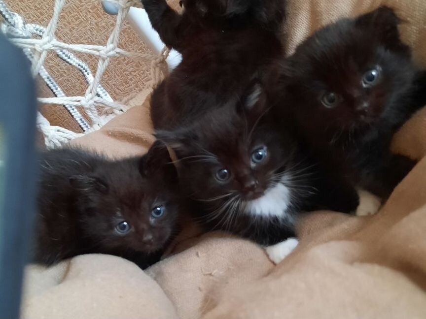 Котята шотландская вислоухая 1 месяц