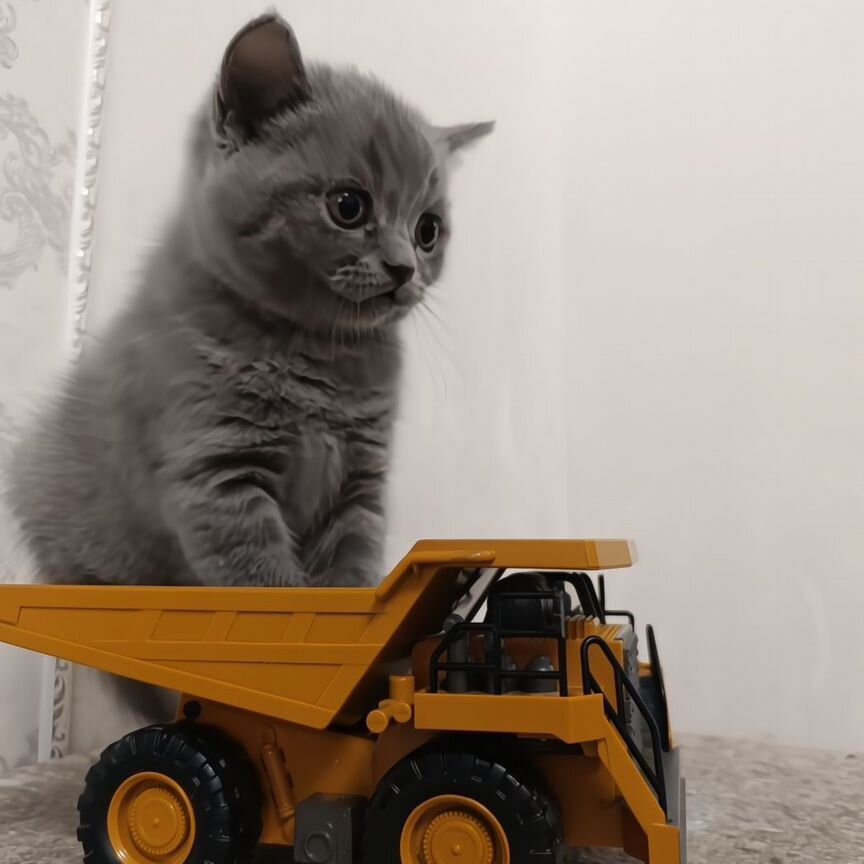 Британский короткошёрстный котёнок