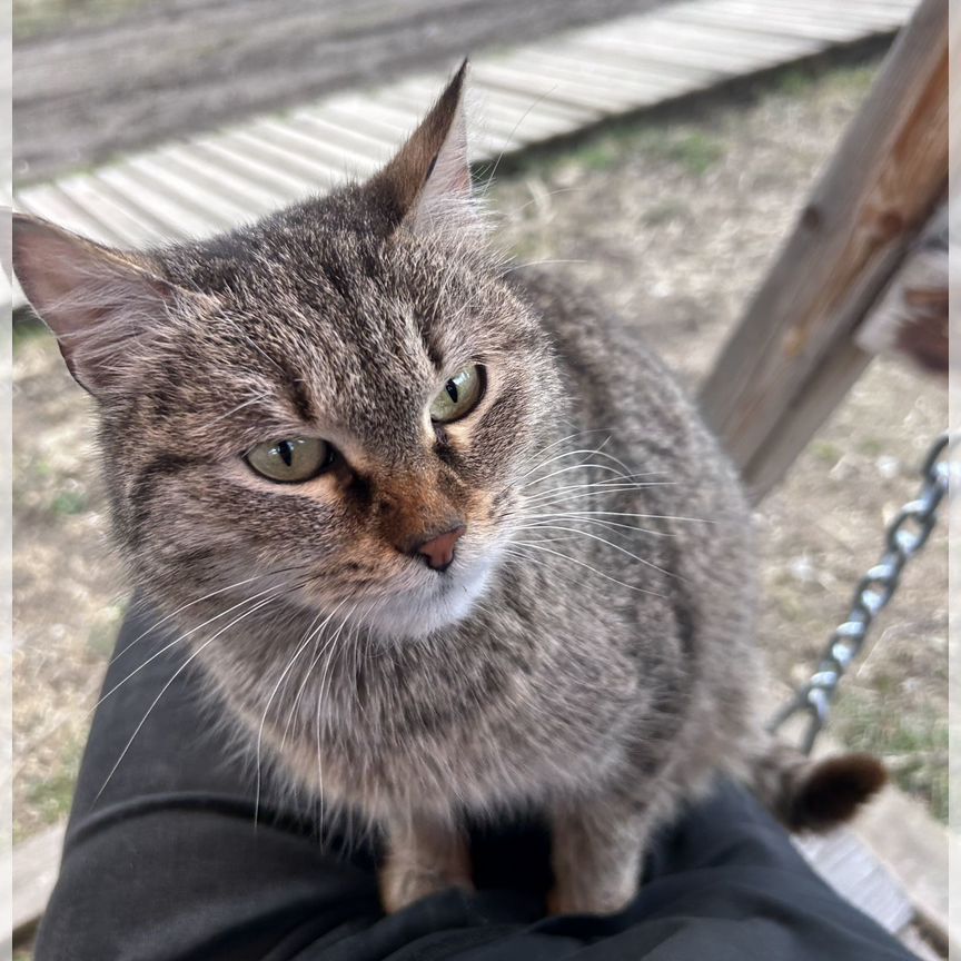 Взрослая, кошка в добрые руки