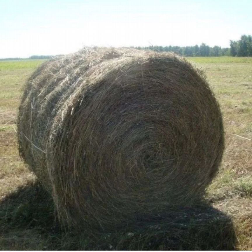 Продам сено в рулонах