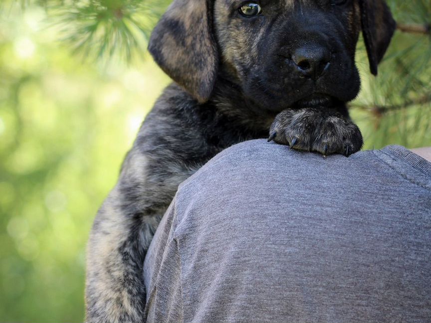 Канарский дог щенок