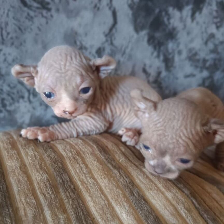 Канадский сфинкс котёнок