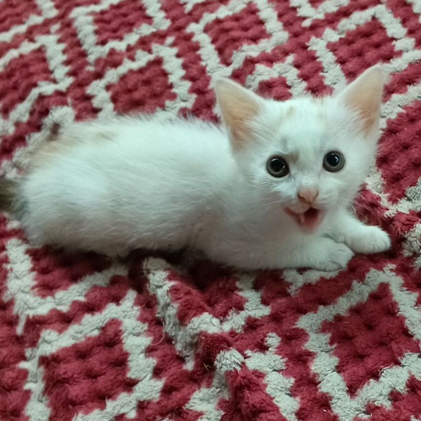 Котёнок в добрые руки