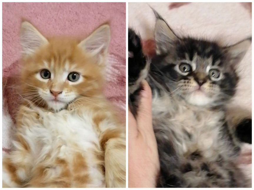 Котята Мейн-кун