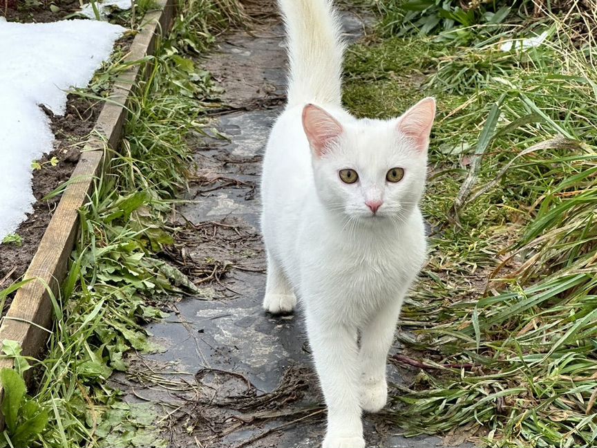 Кошка полубританка крысоловка