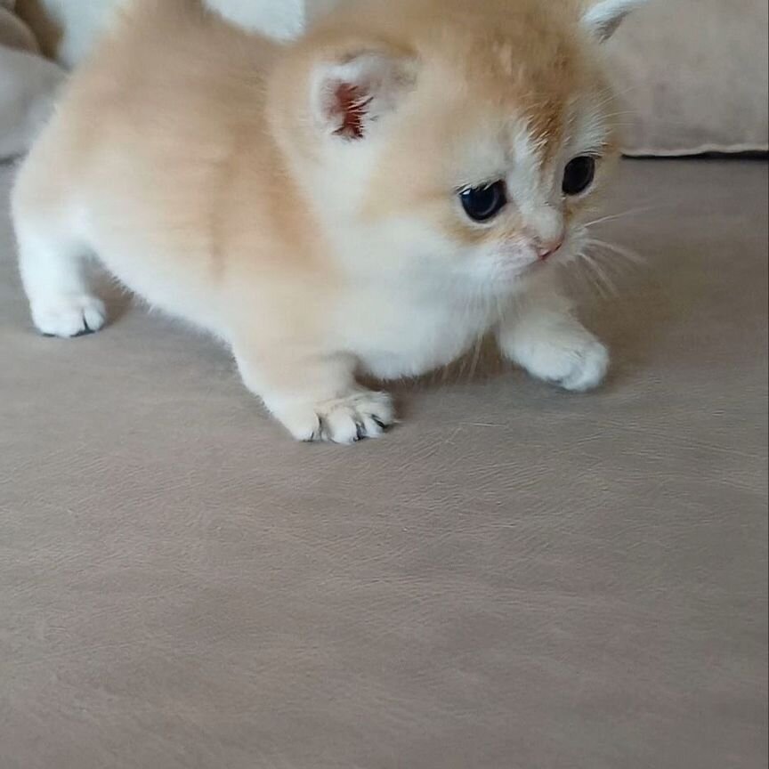 Коротколапый мальчик