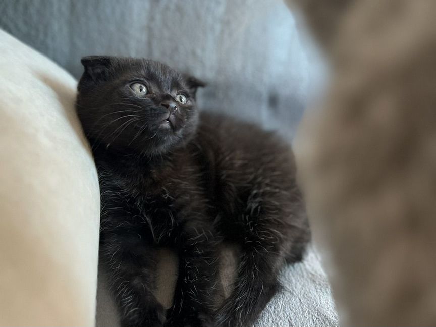 Британский вислоухий котенок