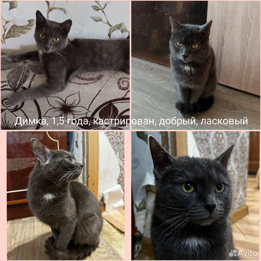 Кошки в беде