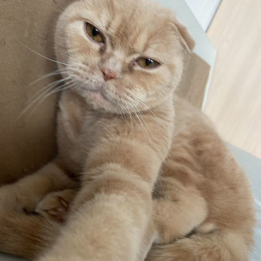 Котик Марсик