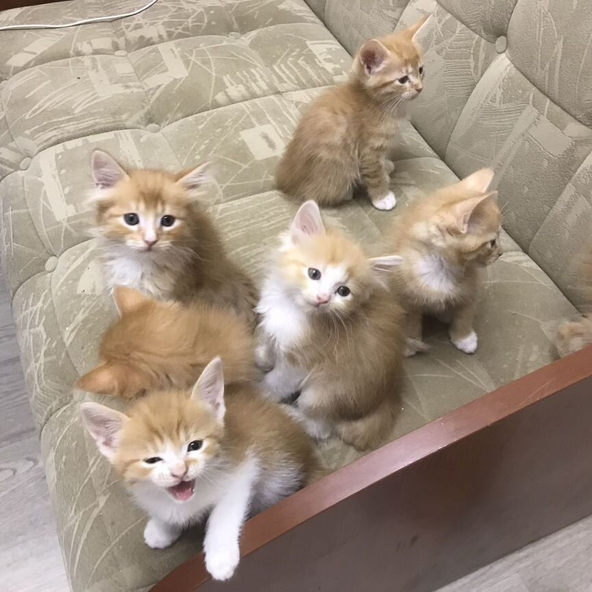 Домашние кошки