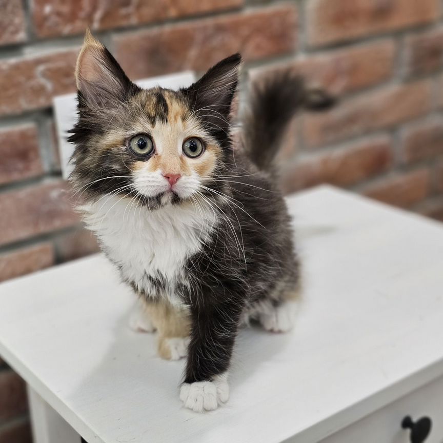 Уникальная Афина 2 мес в добрую семью