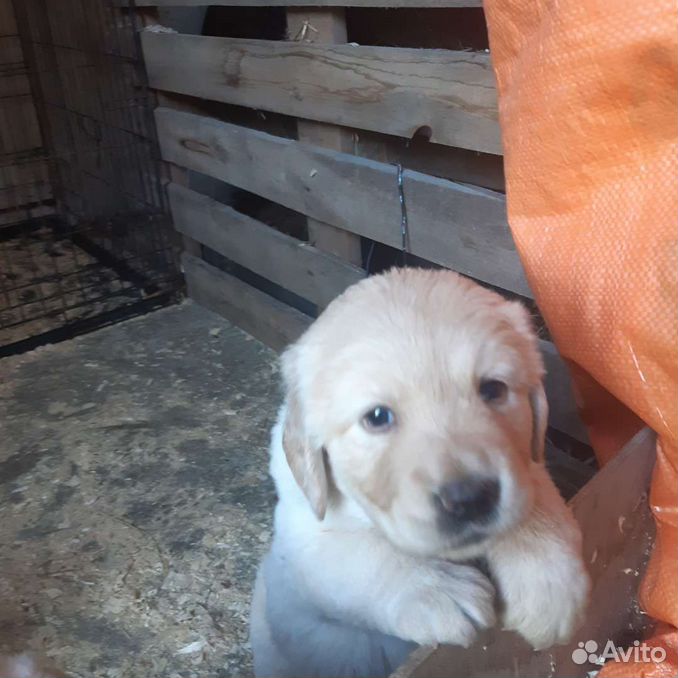 Золотистый ретривер питомник