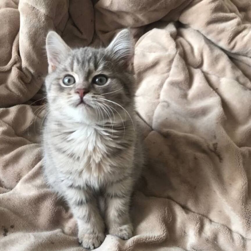 Британский короткошёрстный котёнок