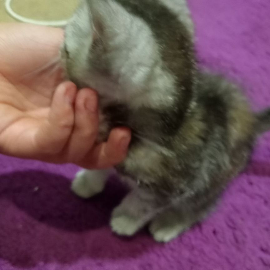 Катенок полосатый