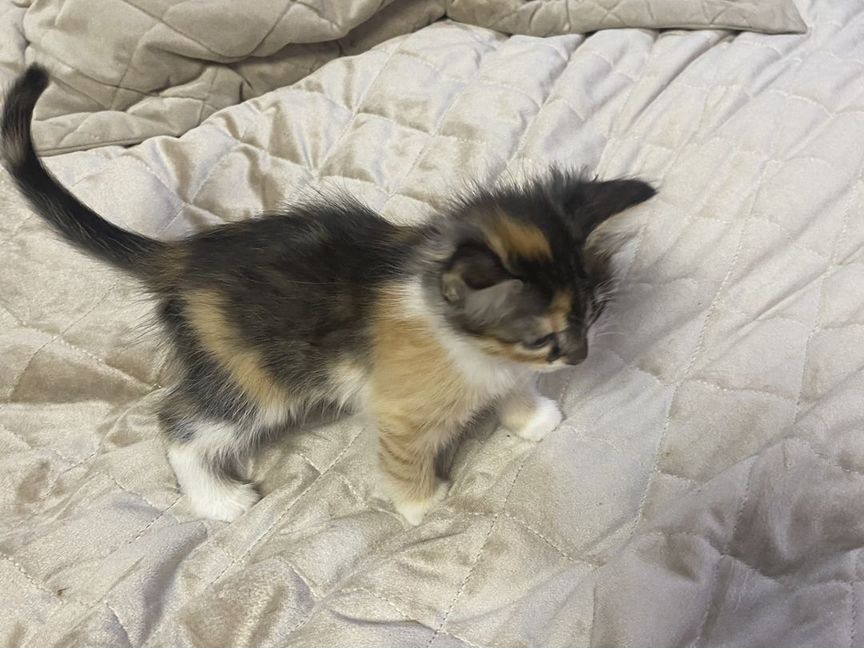 Котята в добрые руки бесплатно