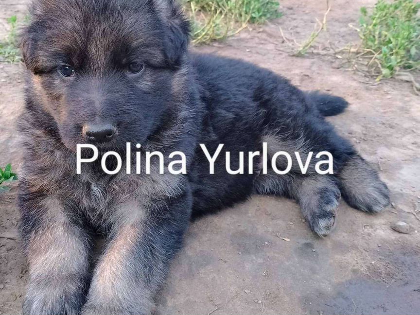 Немецкая овчарка щенки