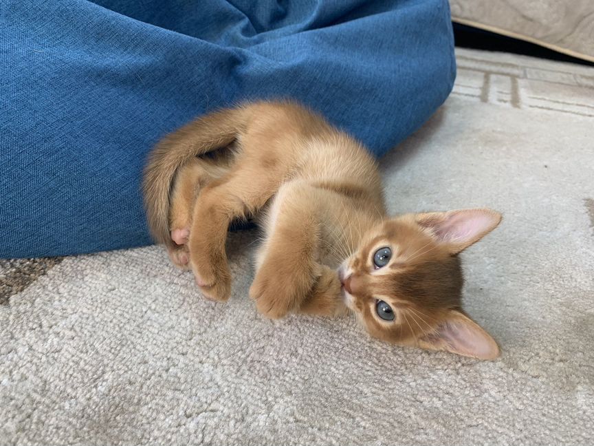 Абиссинские котята