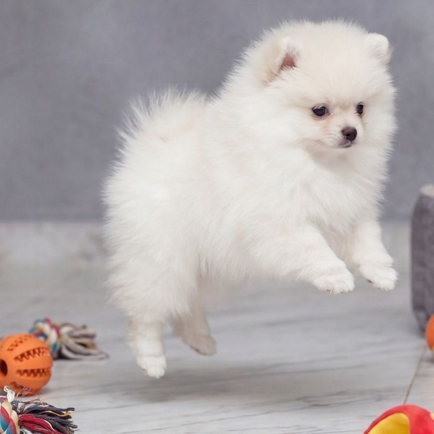 Померанский шпиц, щенок